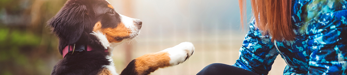 Why you need dog insurance for your dog | Southern Cross Pet Insurance