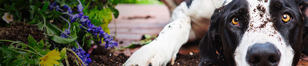 Compare our pet insurance plans | Southern Cross Pet Insurance