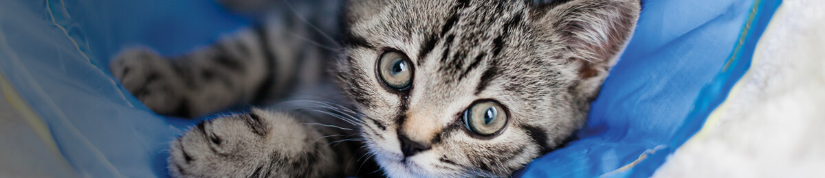 Get in touch about pet insurance | Southern Cross Pet Insurance