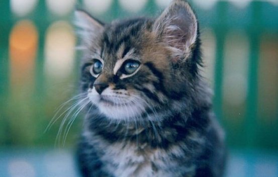 FreeCover Insurance Plan | Southern Cross Pet Insurance