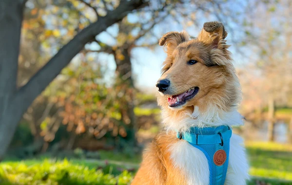 Insure and protect your dog or cat | Southern Cross Pet Insurance