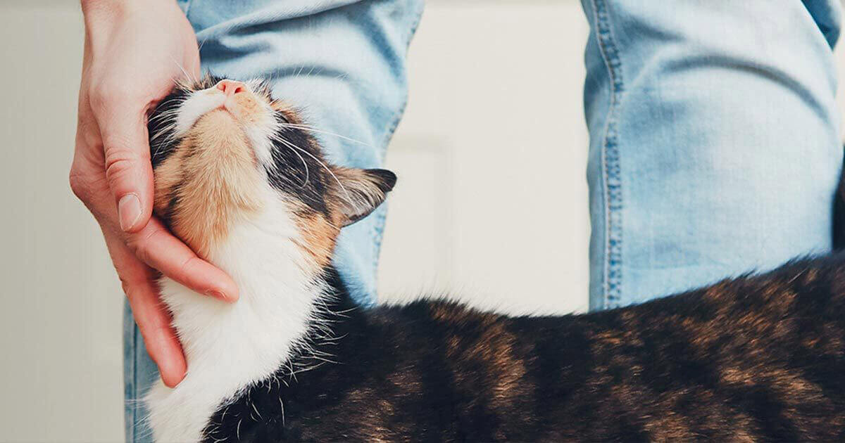 It’s confirmed, cats are friendly | Southern Cross Pet Insurance