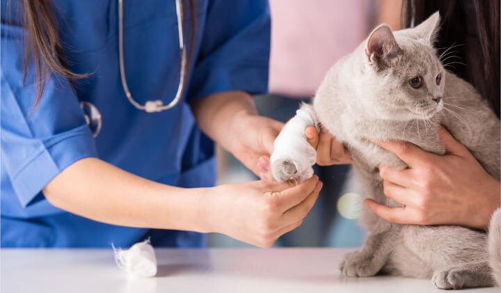 Be in to win a Pet Portrait!^ | Southern Cross Pet Insurance