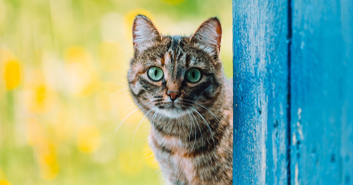 Most common pet claims in 2023 | Southern Cross Pet Insurance