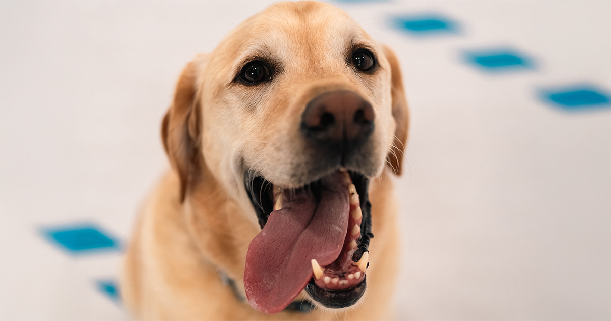 Most expensive breeds across NZ | Southern Cross Pet Insurance