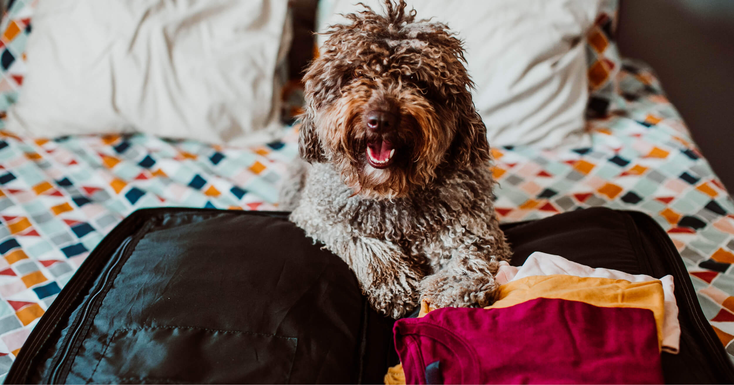 Checklist for holiday pet care | Southern Cross Pet Insurance