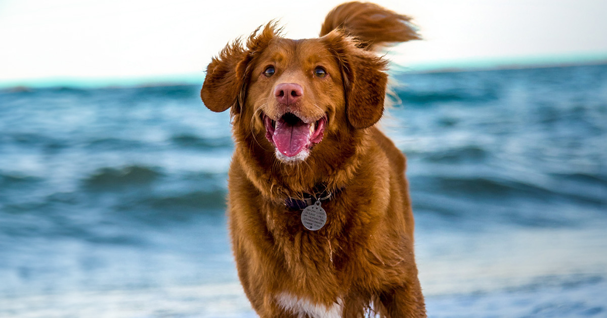 Be in to win $100* | Southern Cross Pet Insurance
