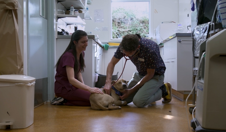 Why we’re celebrating vets | Southern Cross Pet Insurance