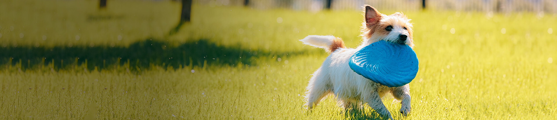 Win 12 months’ free pet insurance | Southern Cross Pet Insurance