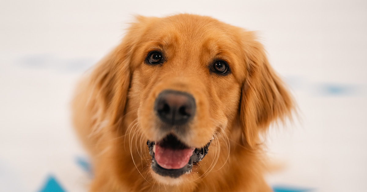 Is your pet controlling your mind | Southern Cross Pet Insurance