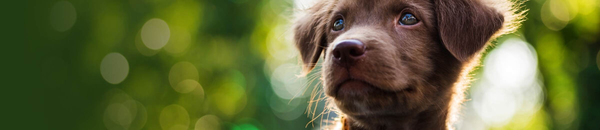 Common Questions | Southern Cross Pet Insurance