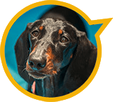 Insure and protect your dog or cat | Southern Cross Pet Insurance