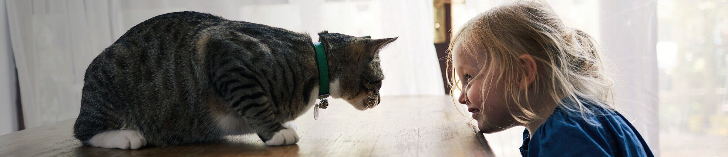 Pet hub | Southern Cross Pet Insurance