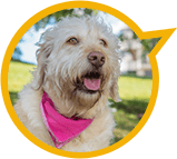 Insure and protect your dog or cat | Southern Cross Pet Insurance