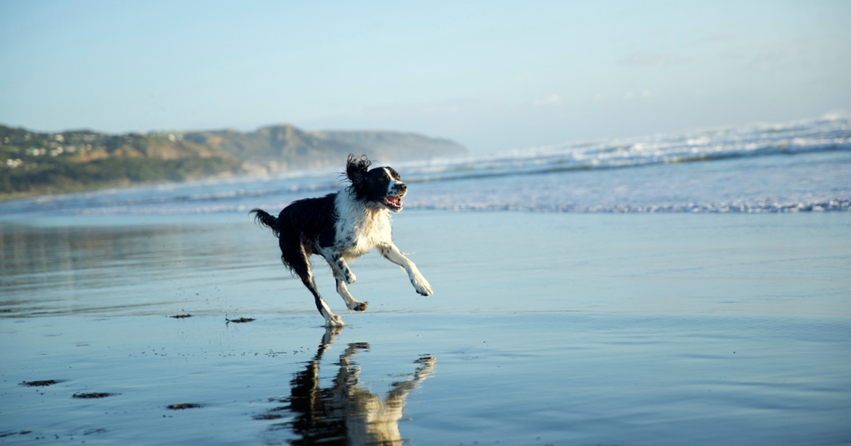 Dog Behaviour for beaches and parks | Southern Cross Pet Insurance