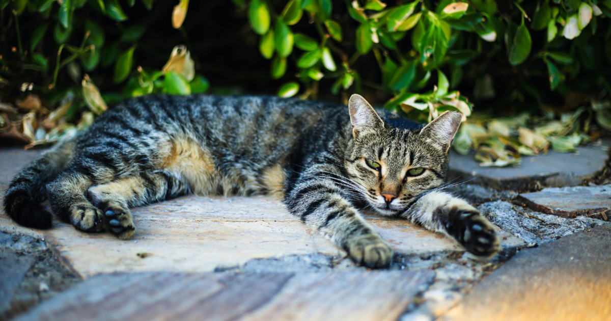 Summer Enrichment ideas for cats | Southern Cross Pet Insurance
