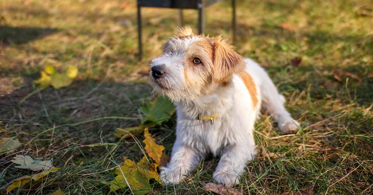 Summer food safety for pets | Southern Cross Pet Insurance