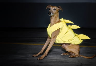 Behind the scenes of VIS | Southern Cross Pet Insurance